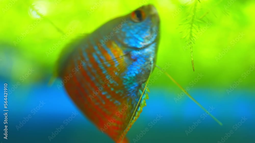 Dwarf Gourami fish, Trichogaster lalius, male specimen with red orange ...