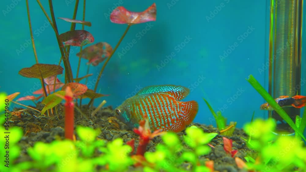 Dwarf Gourami fish, Trichogaster lalius, male specimen with red orange ...