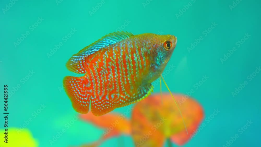 Dwarf Gourami fish, Trichogaster lalius, male specimen with red orange ...
