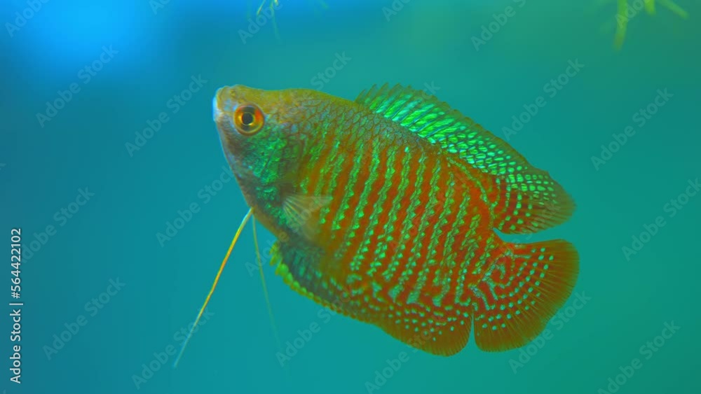 Dwarf gourami fish close up macro slow motion shot. Flame gourami, Red ...