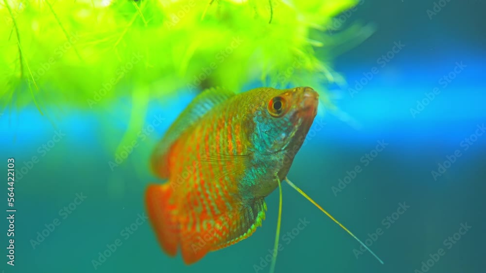 Dwarf Gourami fish, Trichogaster lalius, male specimen with red orange ...