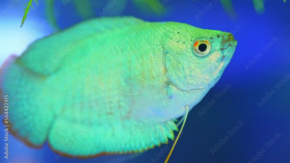 Dwarf Gourami fish, Powder blue dwarf in fish pool. Trichogaster lalius ...