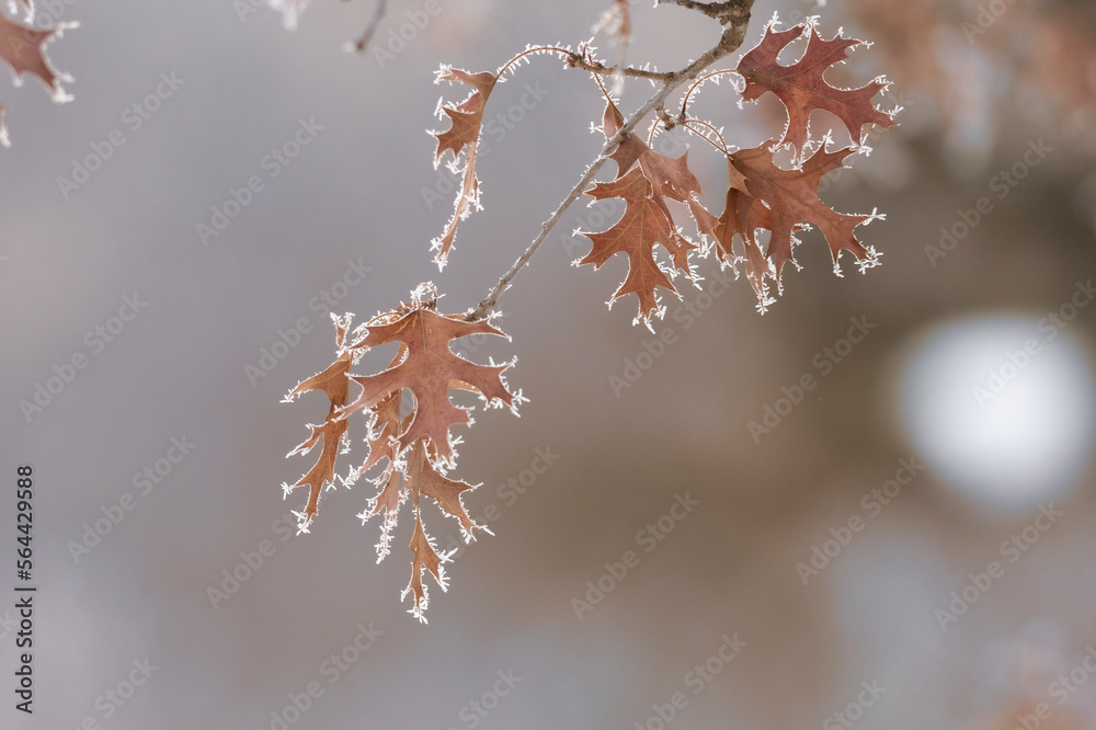 Poster Arboreal Skeleton – Wall Art | UkPosters