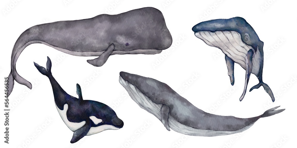 Watercolor painting set of whales, sperm whale, fin whale, killer whale ...