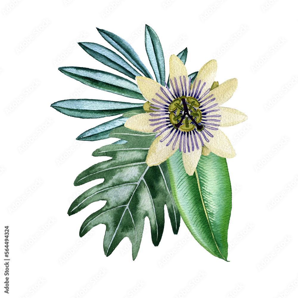 watercolor drawing passion flower, passiflora and green tropical leaves ...