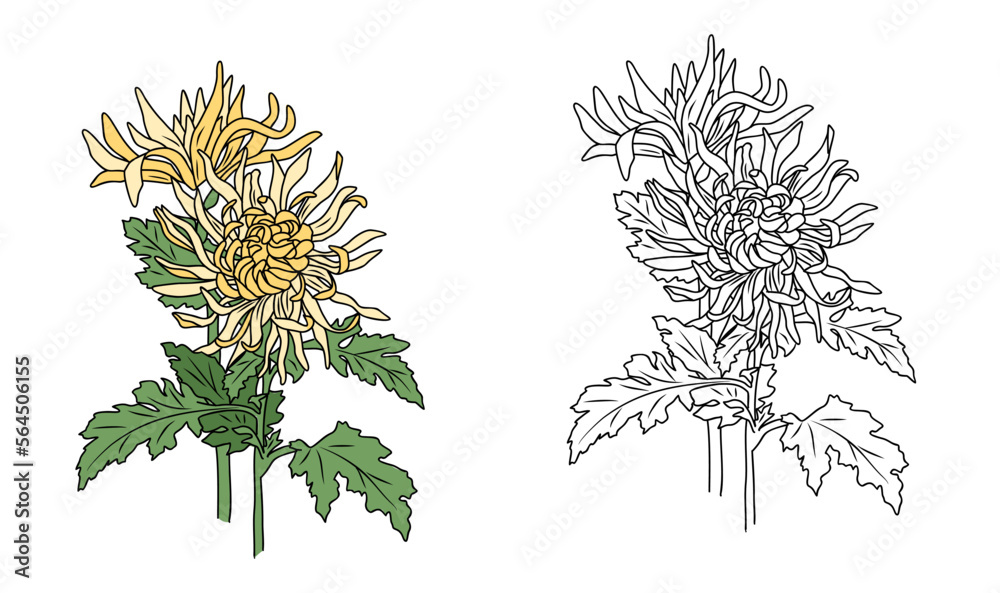 Chrysanthemum November Birth month flower line art vector illustration ...