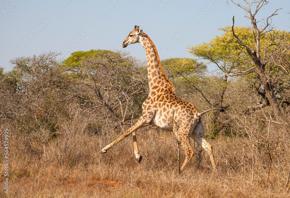 uMkhuze Game Reserve. The Mkuze Game Reserve covers an area of 40,000 ...