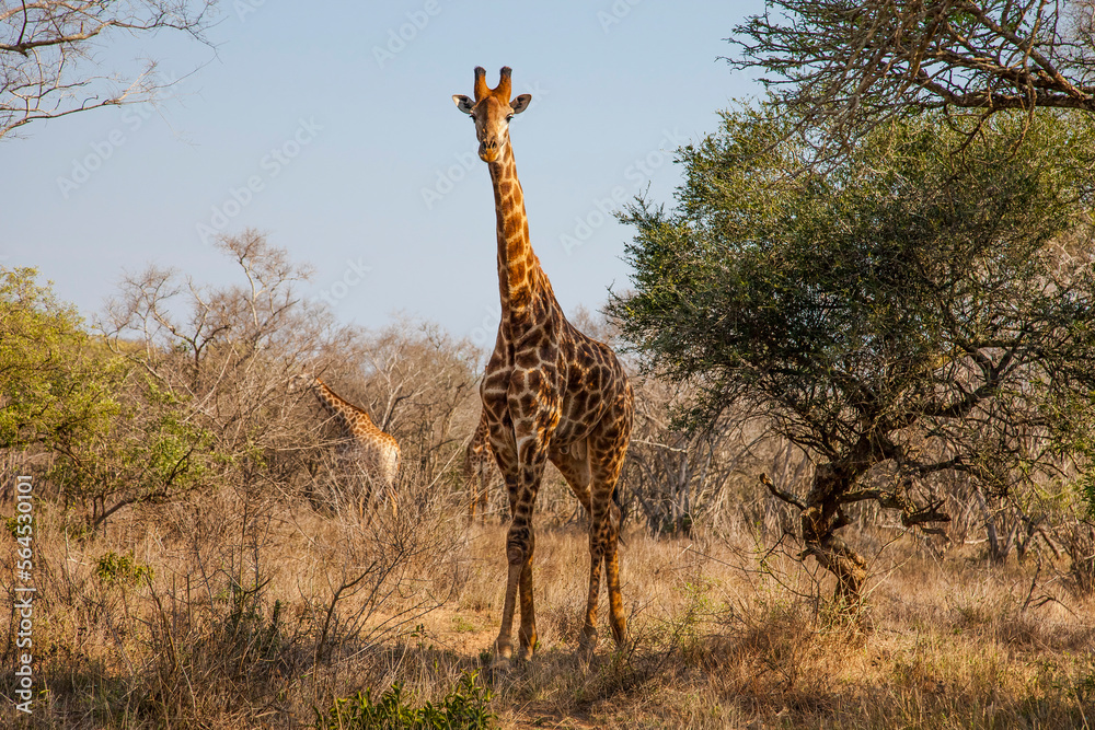 uMkhuze Game Reserve. The Mkuze Game Reserve covers an area of 40,000 ...