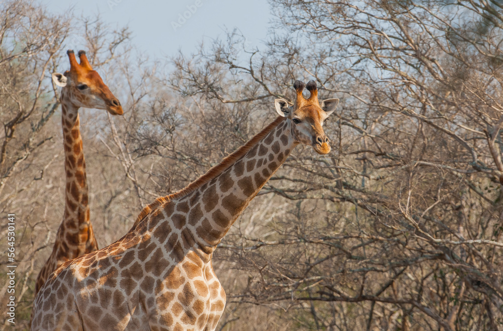 uMkhuze Game Reserve. The Mkuze Game Reserve covers an area of 40,000 ...
