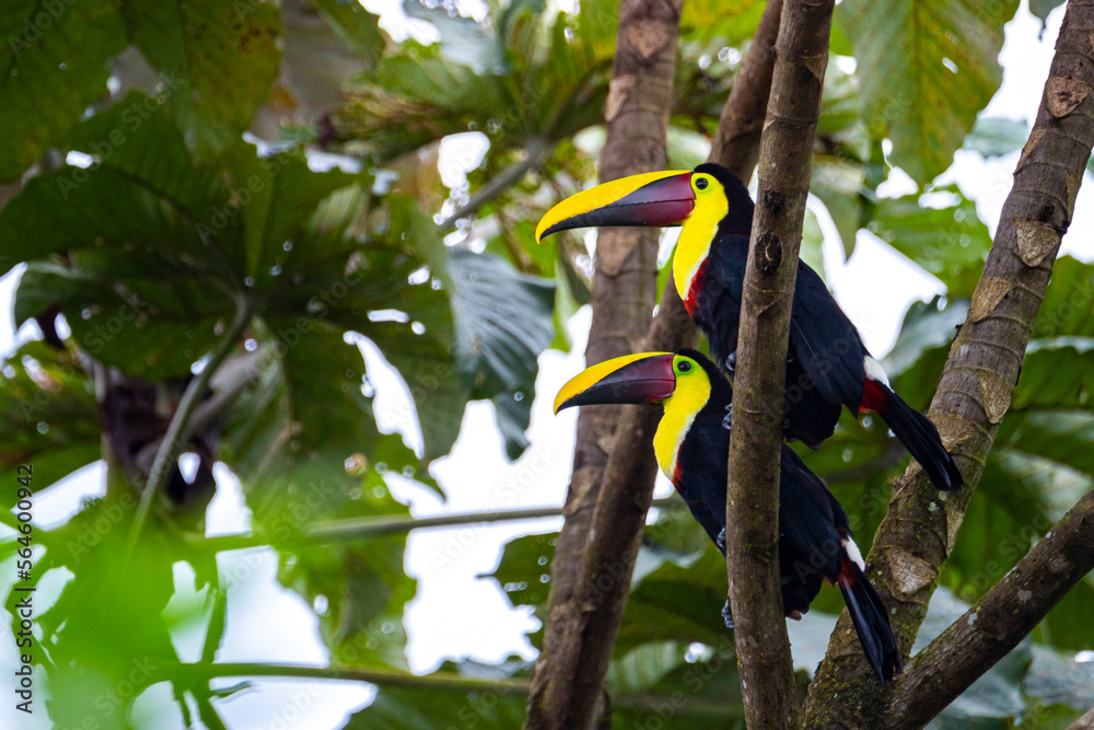 two large Chestnut-mandibled toucans (tucans) sitting on the branch in ...