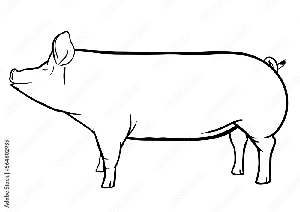 Pig outline illustration isolated Stock Illustration | Adobe Stock
