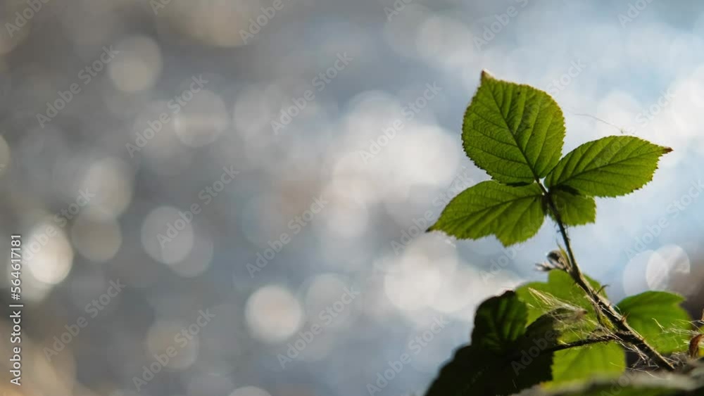 Leaf close up with sparkling water background. Bramble plant with out ...