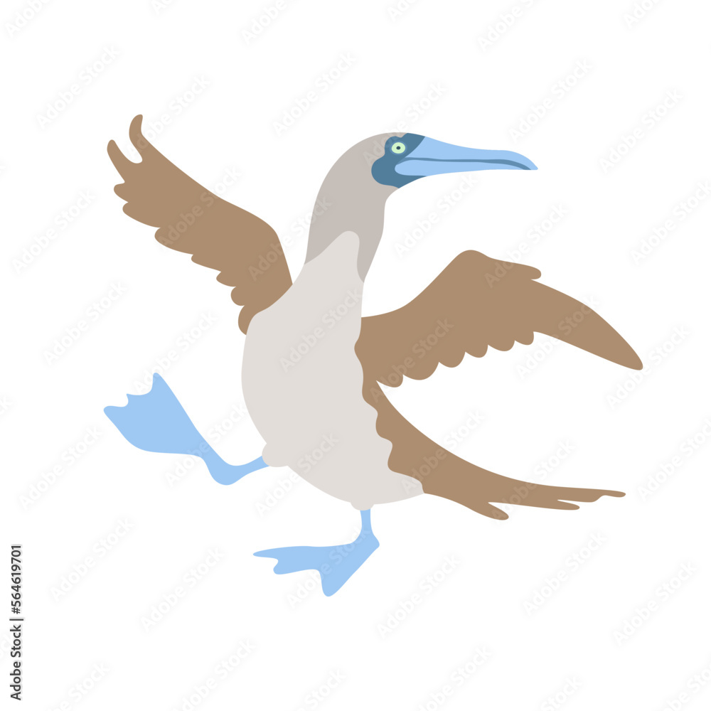 Poster Blue footed booby dancing - hand drawn vector illustration ...