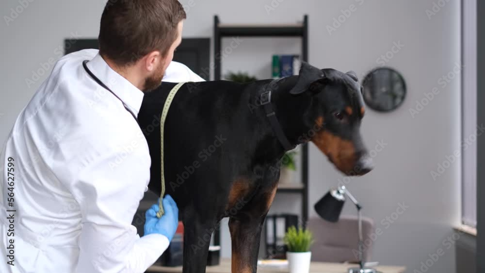 Medical examination of a dog in a veterinary clinic. The doctor ...