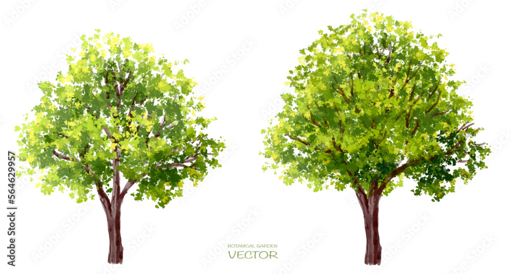Vector watercolor of tree side view isolated on white background for ...