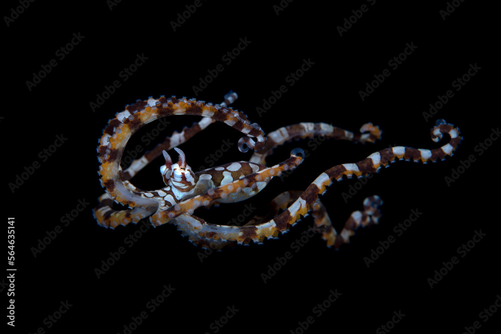 Juvenile Wunderpus Octopus - Wunderpus photogenicus. Underwater life of ...