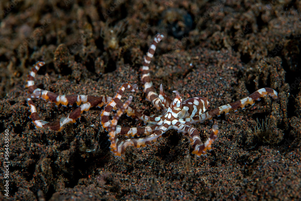 Juvenile Wunderpus Octopus - Wunderpus photogenicus. Underwater life of ...
