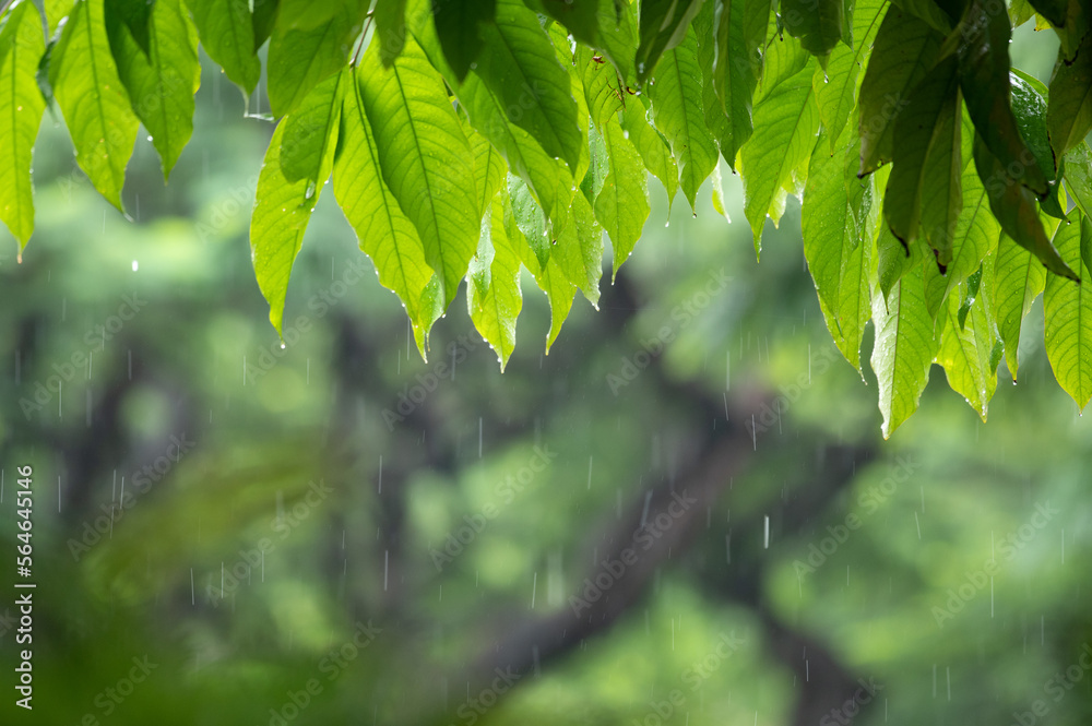 raining shower drop on leaf tree, close up of rainfall in jungle,Heavy Rain Falling on Tree ...