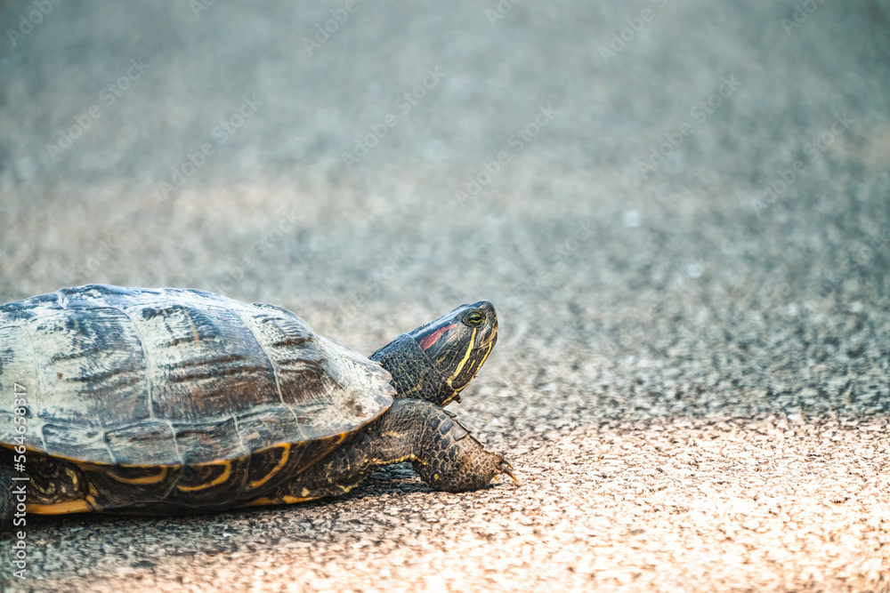 Wildlife photograph of a large painted turtle crawling across a ...
