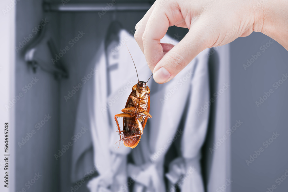 Hand holding cockroach with a wardrobe, pest problem and insect ...