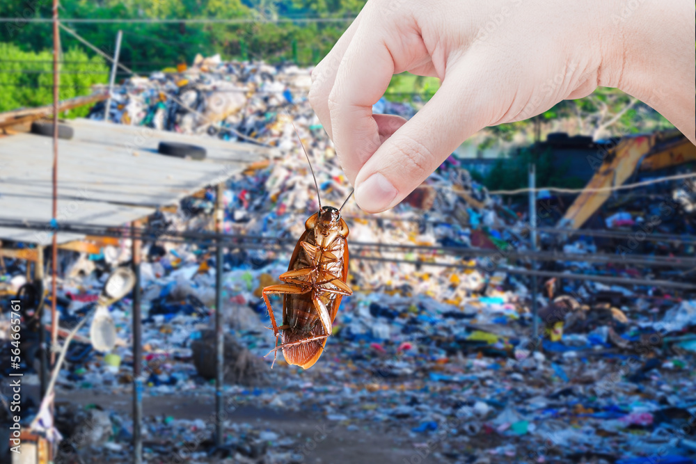 Hand holding cockroach with Big garbage mountain waste background ...