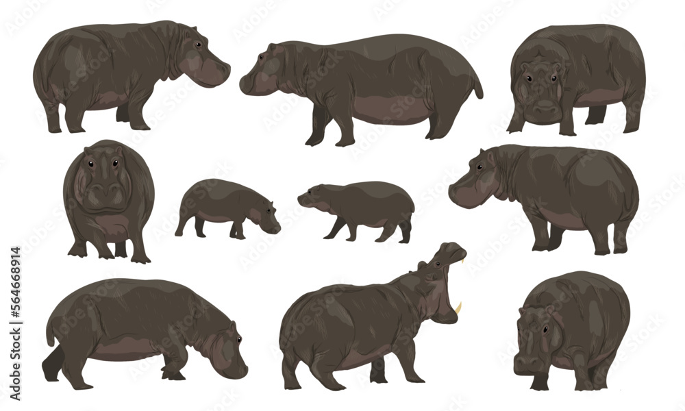 Set of common hippopotamus and their cubs. Hippo Hippopotamus amphibius ...