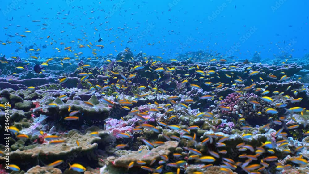 Vibrant and colourful coral reef with thousands of bright vivid fish ...