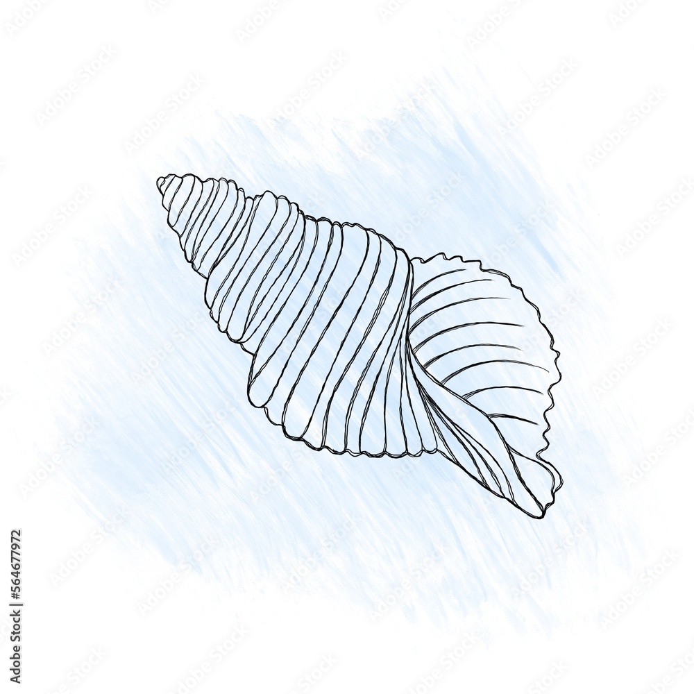 Line art illustration of a seashell on blue watercolor background ...