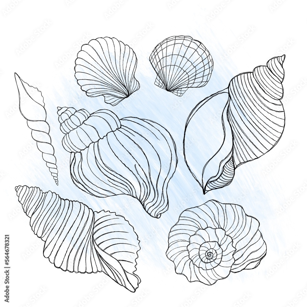 Line art illustration of a seashell on blue watercolor background ...