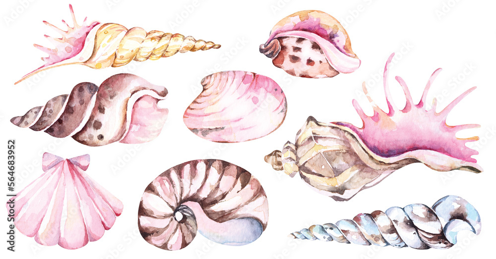 Hand drawn shellfish.Watercolor painting colorful fossil underwater ...
