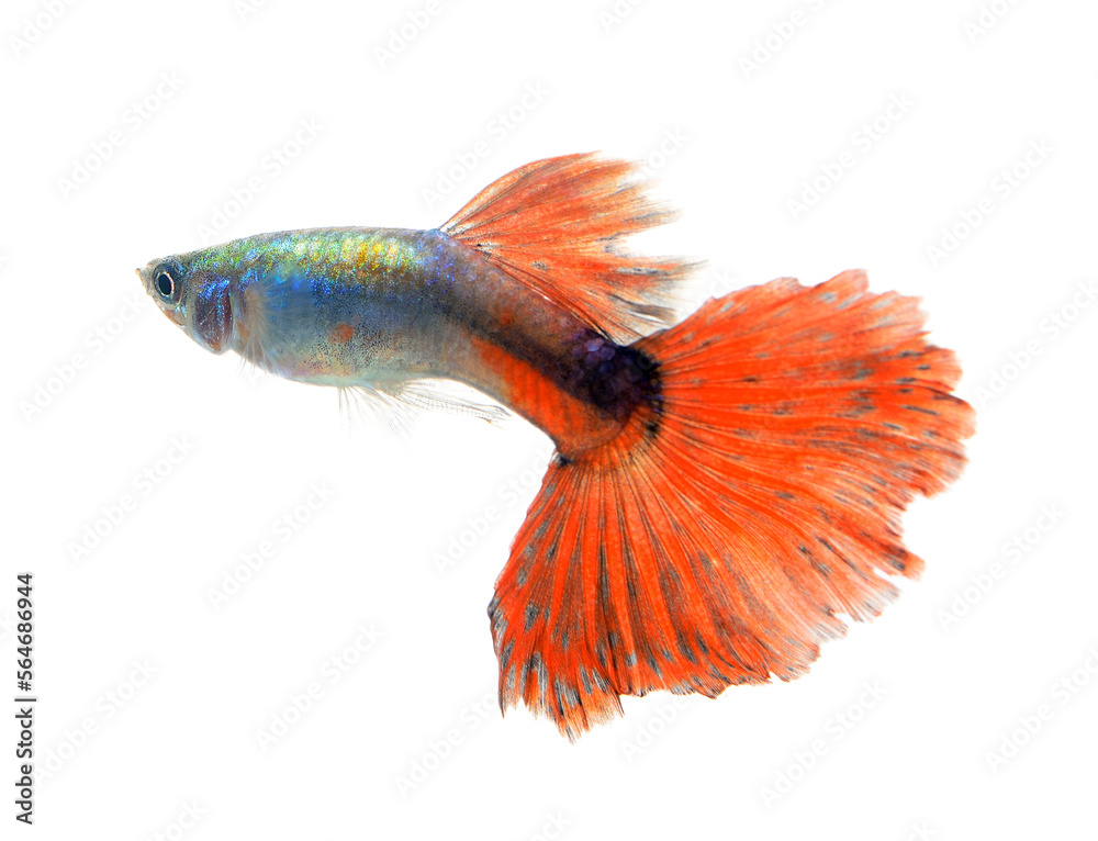 Beautiful Guppy Isolated on transparent png Stock Photo | Adobe Stock