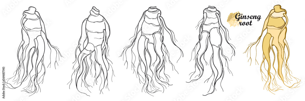 Poster Set of outline Panax ginseng or Chinese ginseng roots in black ...