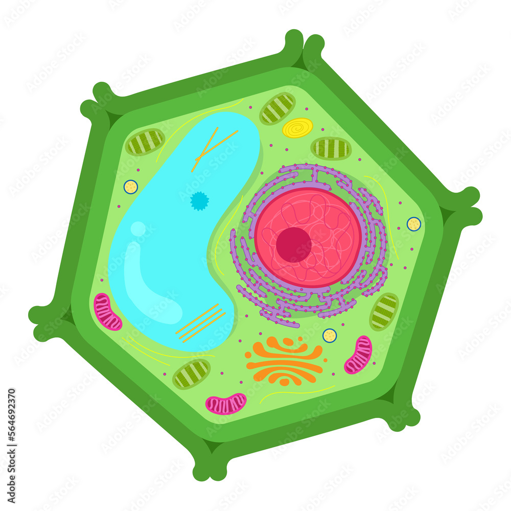 Plant Cell Parts And Functions Stock Illustration Adobe Stock plant-cell-parts-and-functions-stock-illustration-adobe-stock