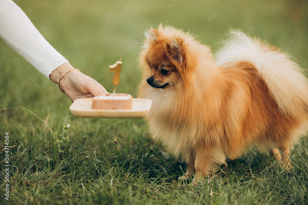 Pomeranian spitz dog eats his birthday cake for 1 year old on green ...