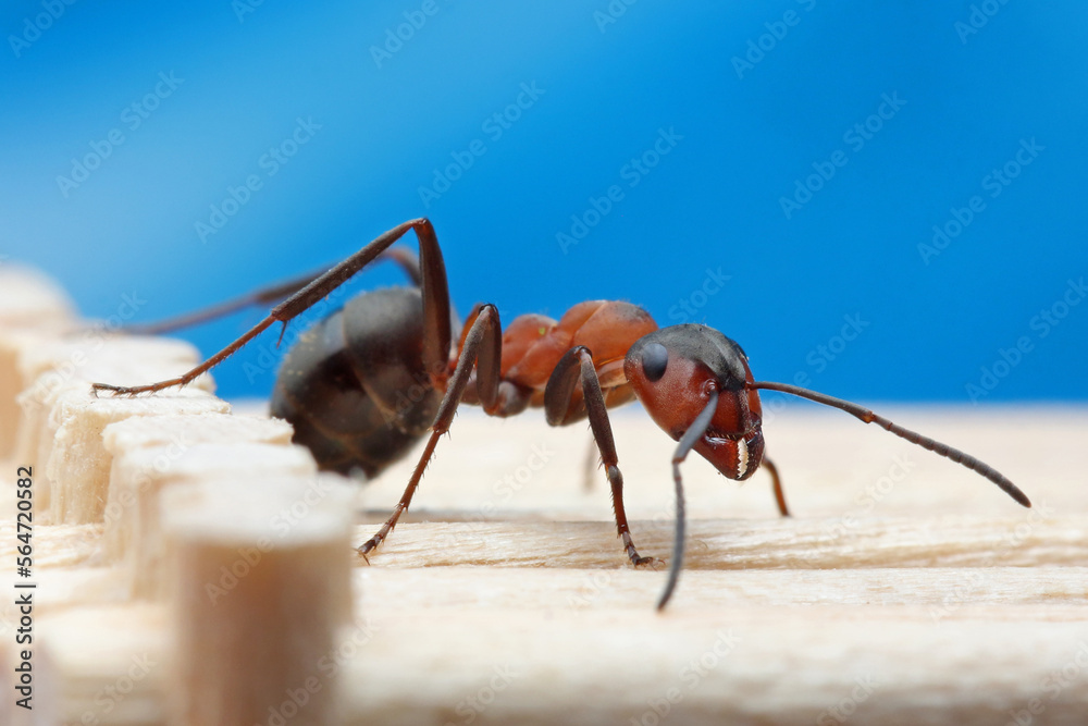 An ant builds a log house. An ant runs on the logs of a small model of ...
