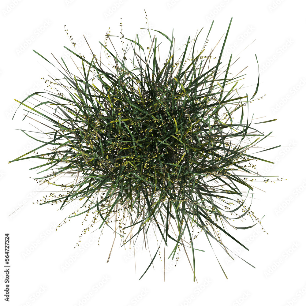 wild field grass, top view, isolated on a transparent background, 3D ...