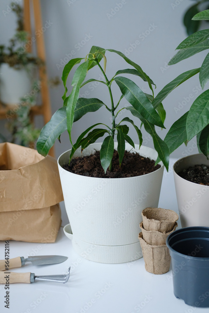 Growing mango tree from seed at home. A young planted mango in the ...