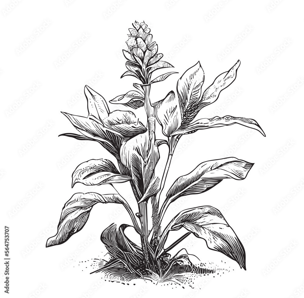 Ginger flower plant sketch hand drawn line art engraving Vector ...