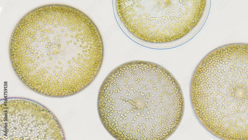 Marine Phytoplankton Bloom