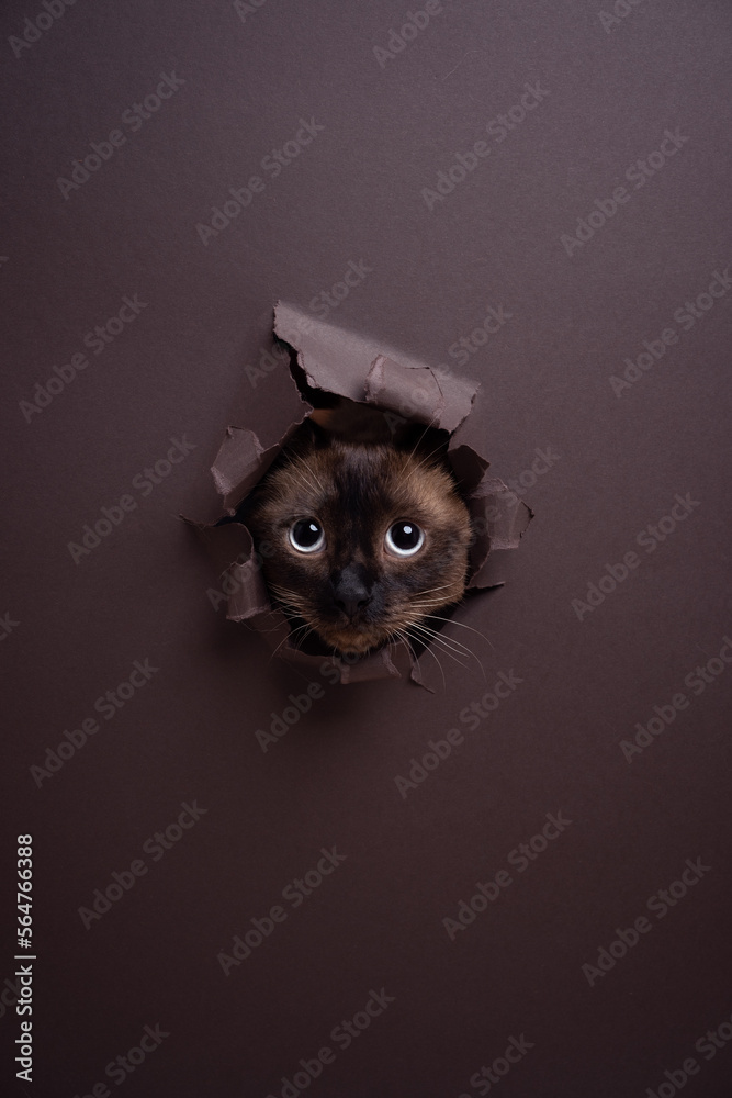 curious siamese cat poking head through torn paper hole gazing at ...