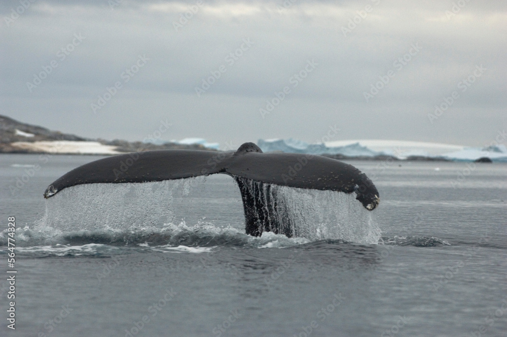 Humpback whale tails pierce the frigid waters of the Lemaire Chanel in ...