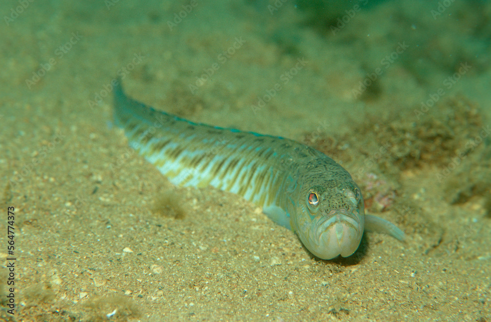 Greater weever, Weaver fish, Trachinus draco, Croatia, Istria ...