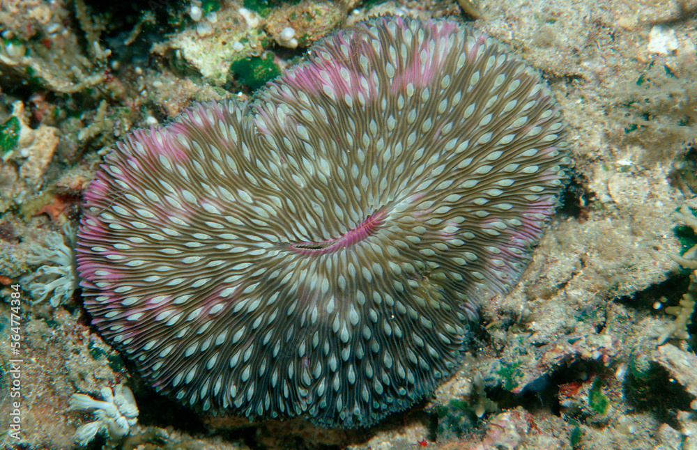 Mushroom coral with white light, Ctenactis echinata, Indonesia, Indian ...