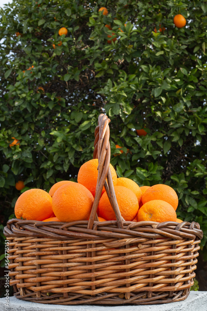 orange oranges in basket tree citrus fruit trees orchard fruits picking ...