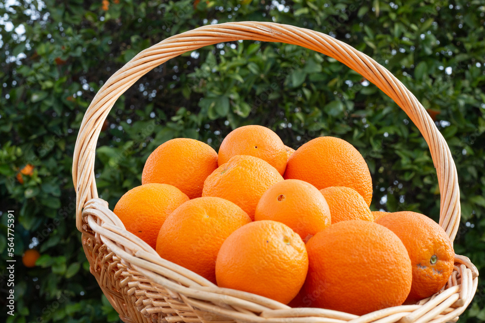 orange oranges in basket tree citrus fruit trees orchard fruits picking ...