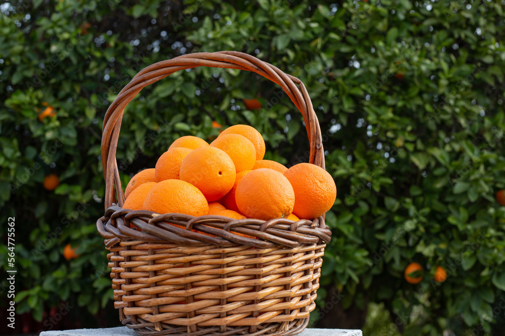 orange oranges in basket tree citrus fruit trees orchard fruits picking ...