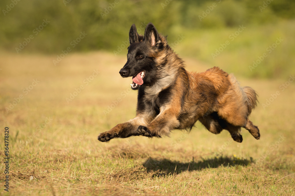 Foto de tervueren belgian shepherd dog running on a grassy field in the ...