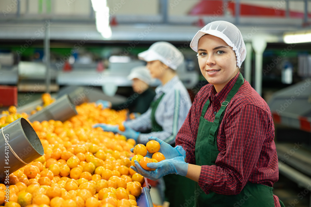 Foto Stock Manual selection and rejection of tangerines on the conveyor ...