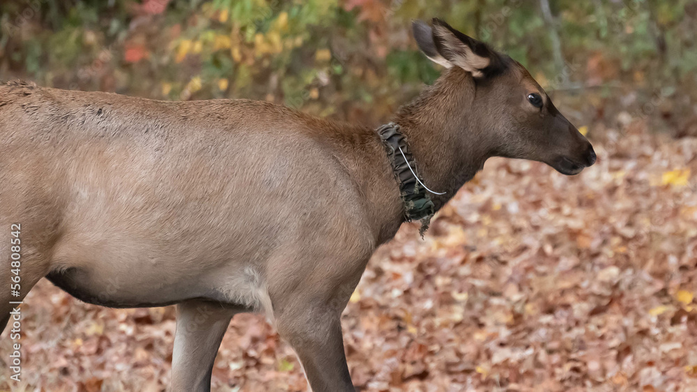 Identification Tags and Monitoring Transmitters Worn by an Elk in the ...