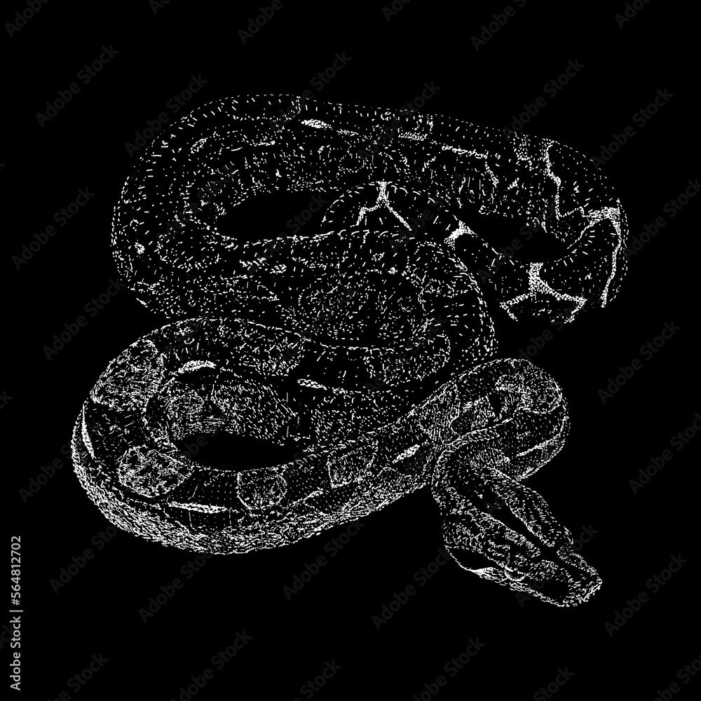 IMG Boa Constrictor hand drawing vector isolated on black background ...